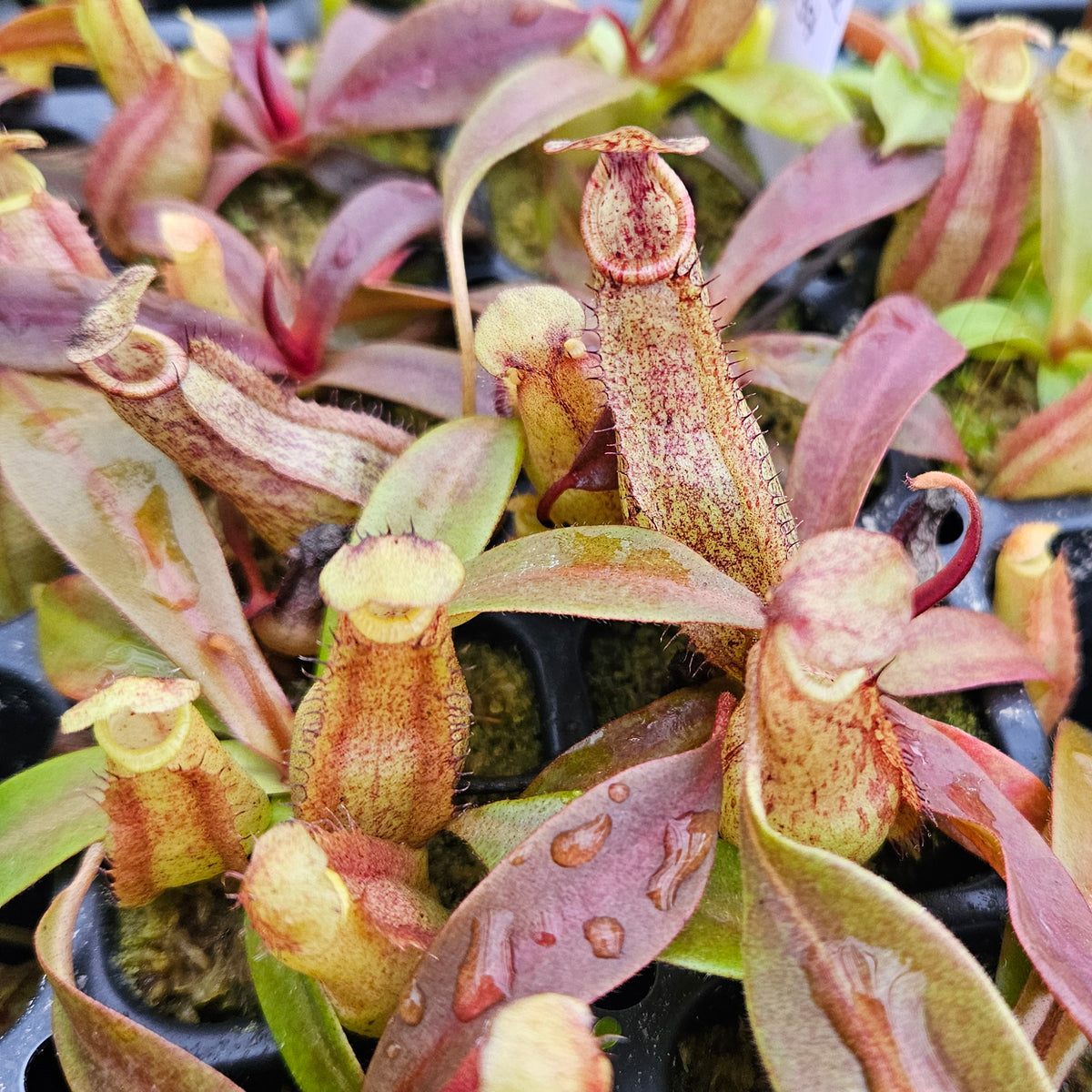Nepenthes Radiant Machine | Predatory Plants