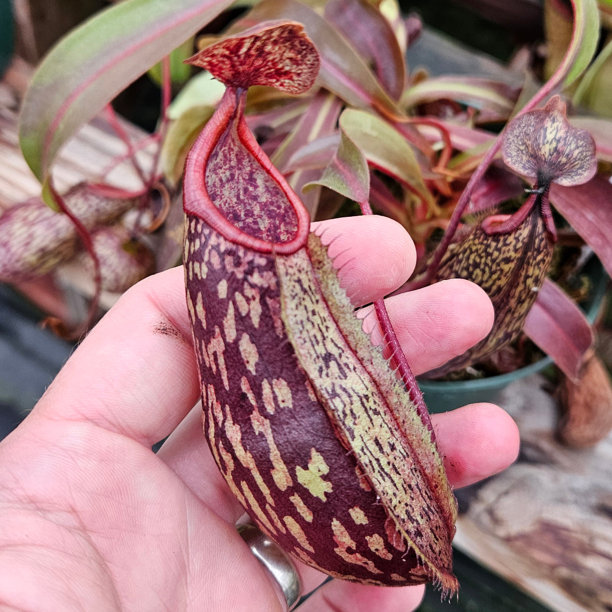 Nepenthes Radiant Machine | Predatory Plants