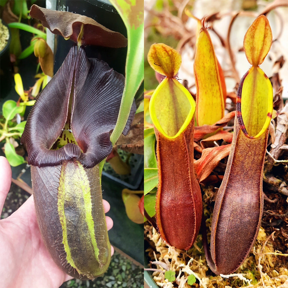 Nepenthes Royal Twilight | Predatory Plants