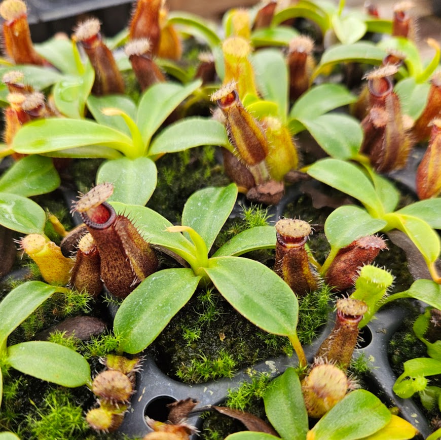 Nepenthes Royal Twilight | Predatory Plants