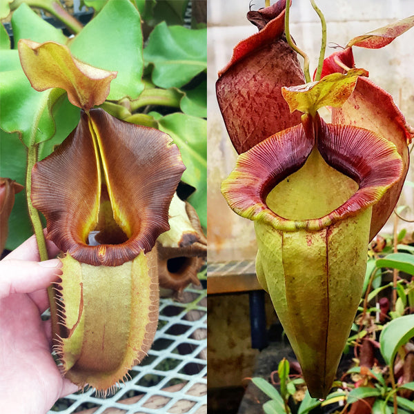 Nepenthes Valiant Spirit | Predatory Plants
