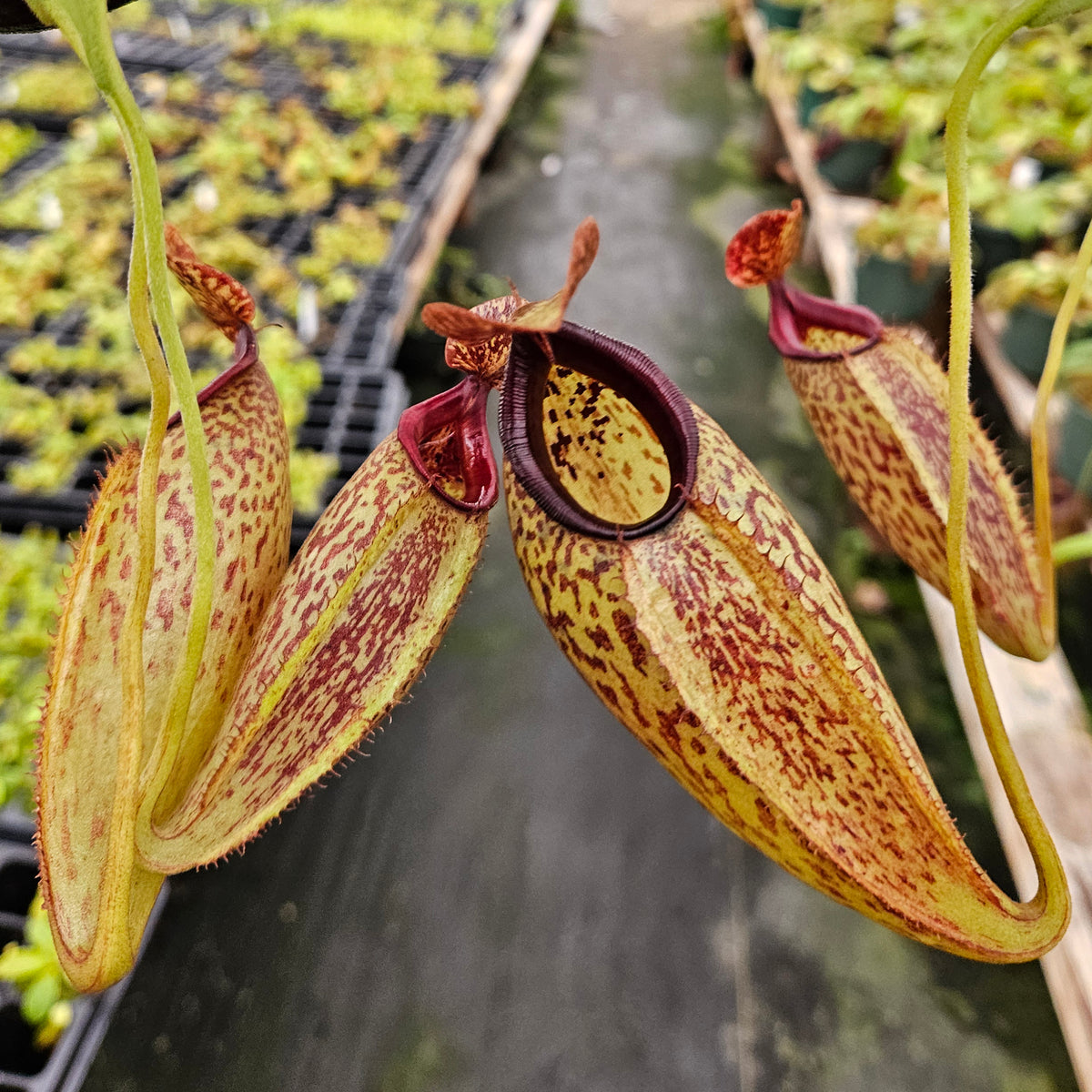 Nepenthes Vivid Angel | Predatory Plants