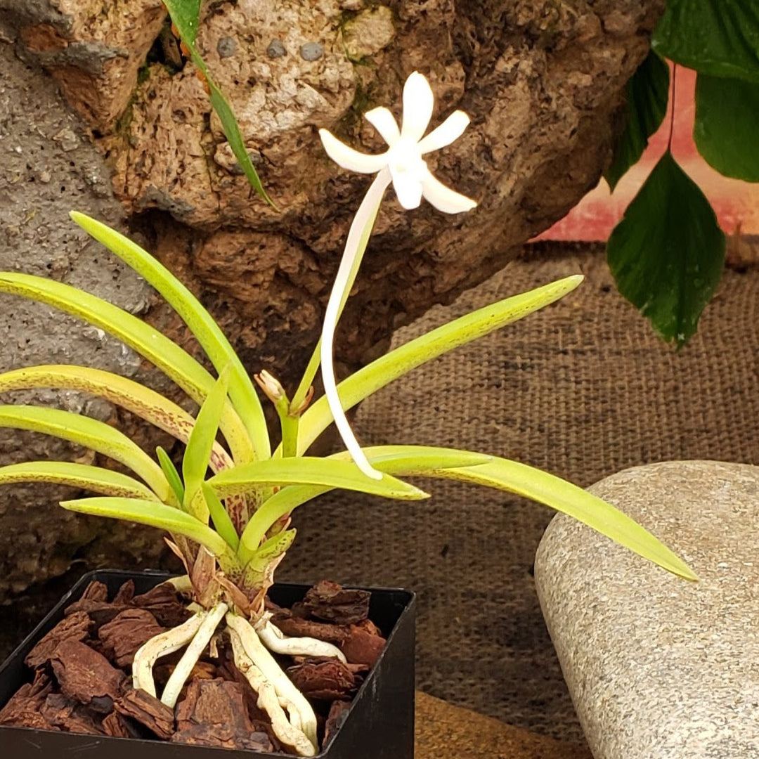 Samurai Orchid | Neofinetia falcata | Vanda Fragrant Flowers