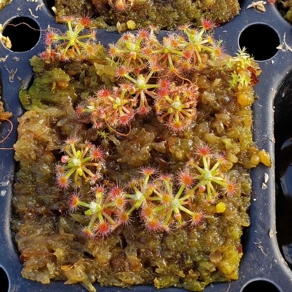 Drosera roseana | Pygmy Sundew | Carnivorous Plant For Sale