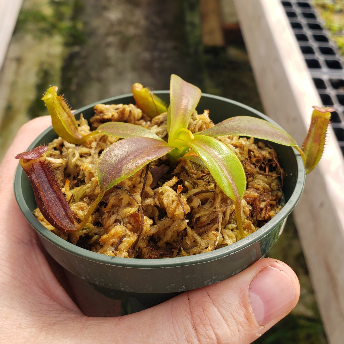 Nepenthes Lovely Record | Predatory Plants