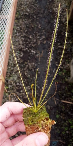 Drosera Filiformis 'Florida Red' | Buy Drosera Sundew