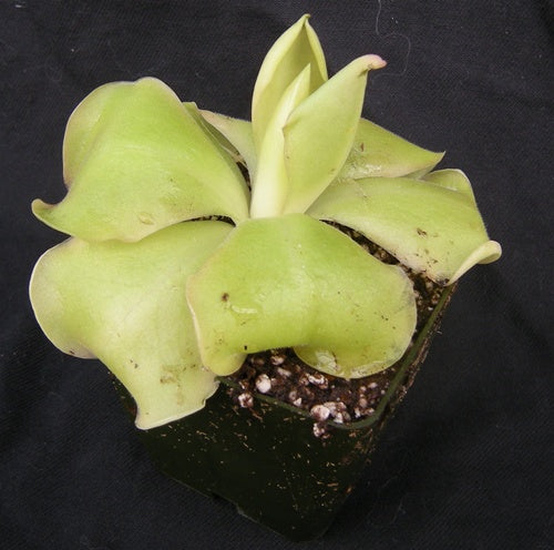 Pinguicula 'John Rizzi' | Pinguicula Butterwort for Sale