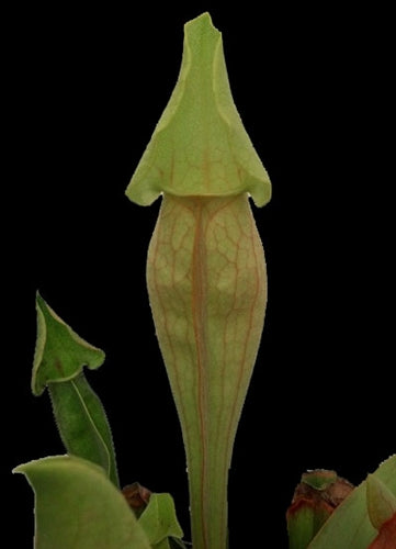 Sarracenia Carolina Yellow Jacket for Sale | American Pitcher Plant