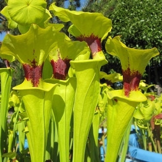 Yellow Pitcher Plant | Sarracenia flava