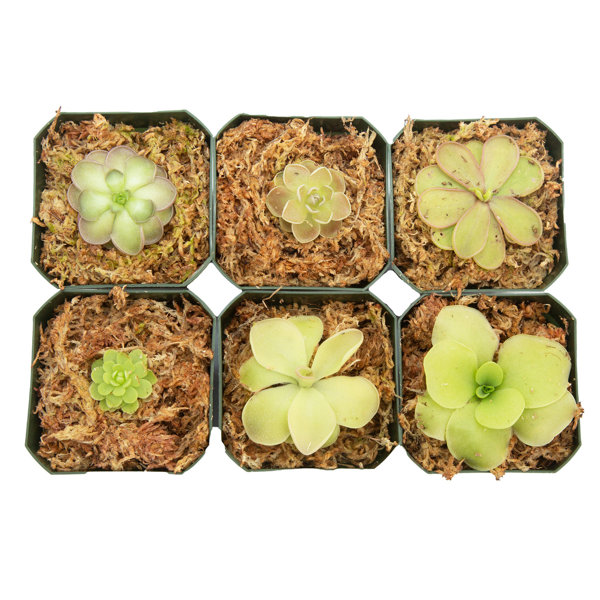Daily Deal | Butterwort Bonanza | Predatory Plants