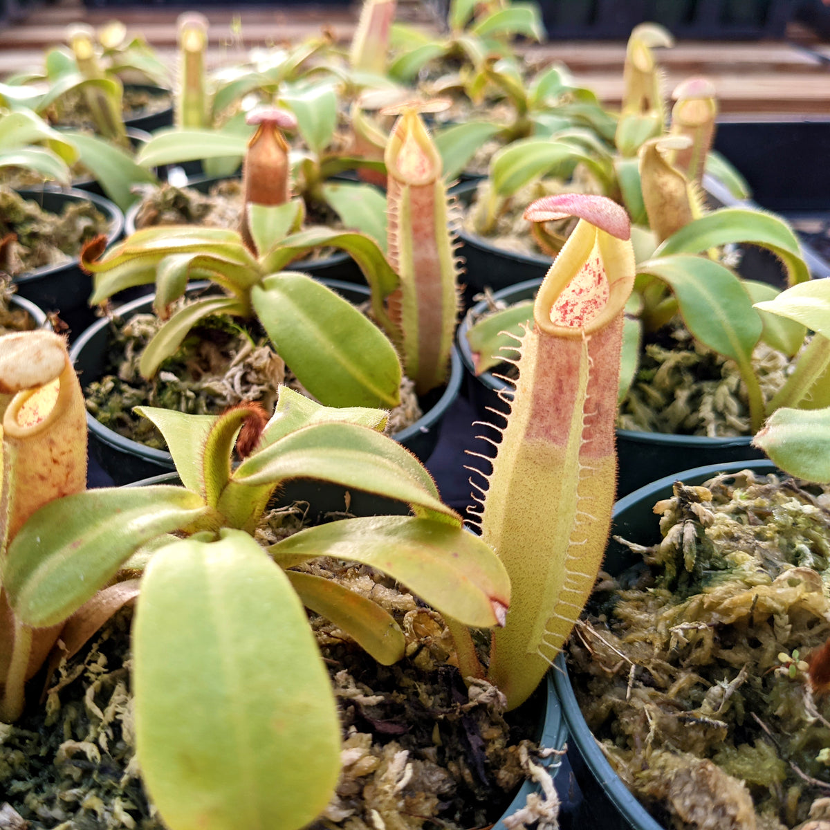 Large Nepenthes veitchii - Nepenthes Valiant Voyage