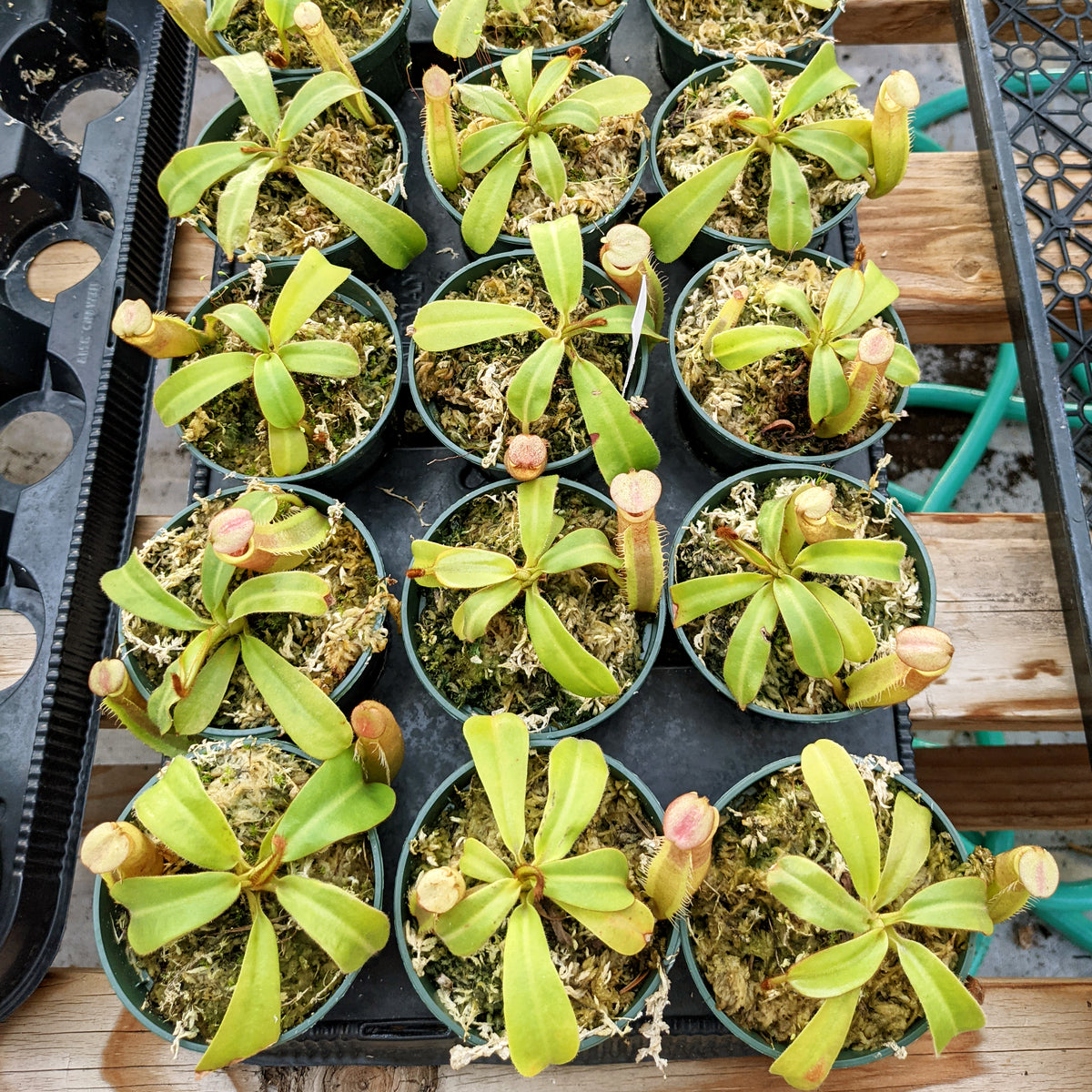 Large Nepenthes veitchii - Nepenthes Valiant Voyage