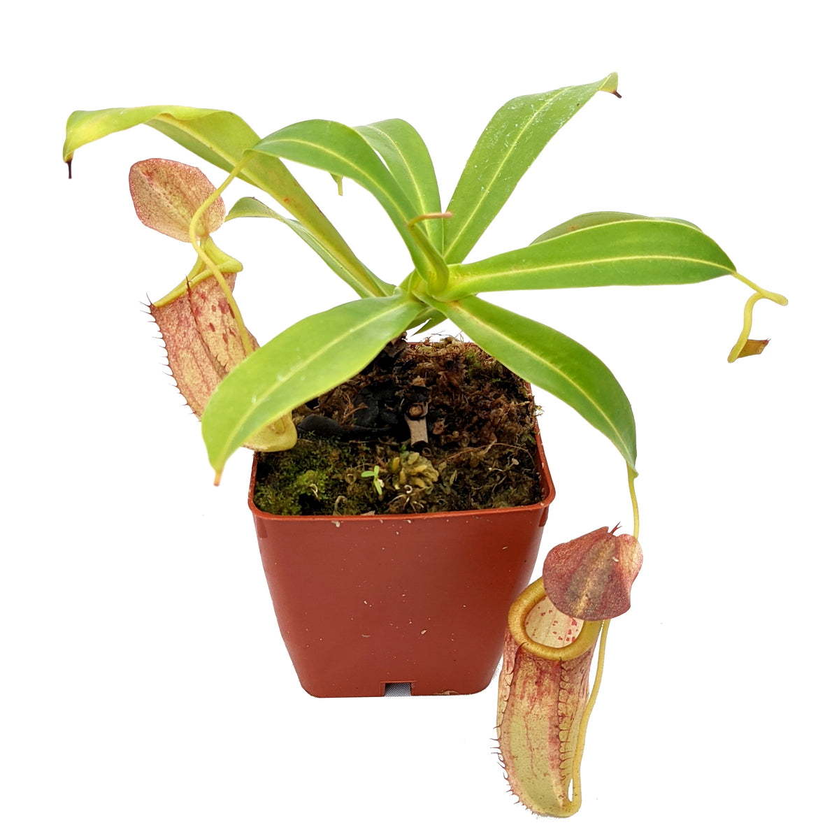 Nepenthes Secret Twinkle | N. sanguinea x tenuis | Predatory Plants