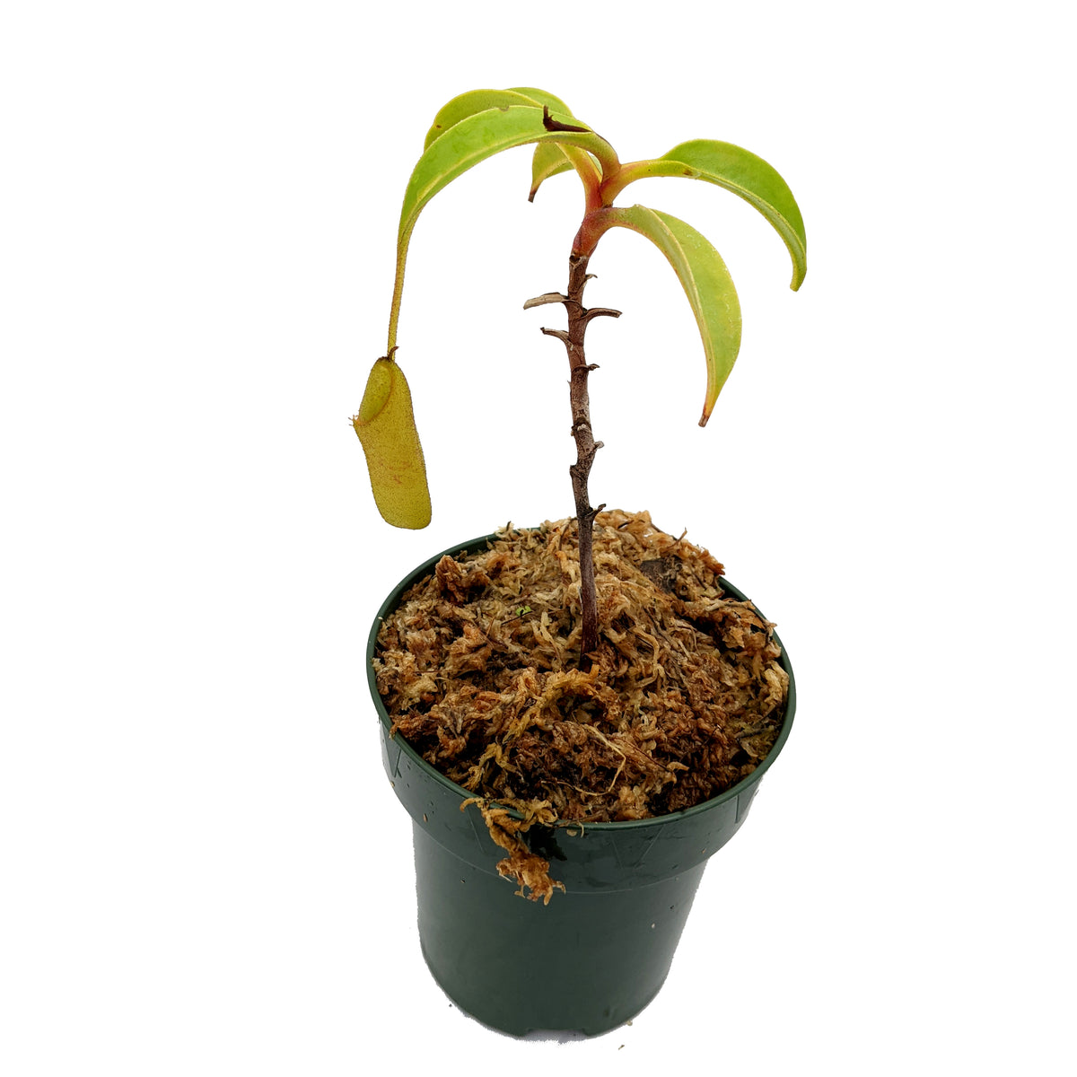 Nepenthes copelandii | Vigorous Intermediate Species | Predatory Plants