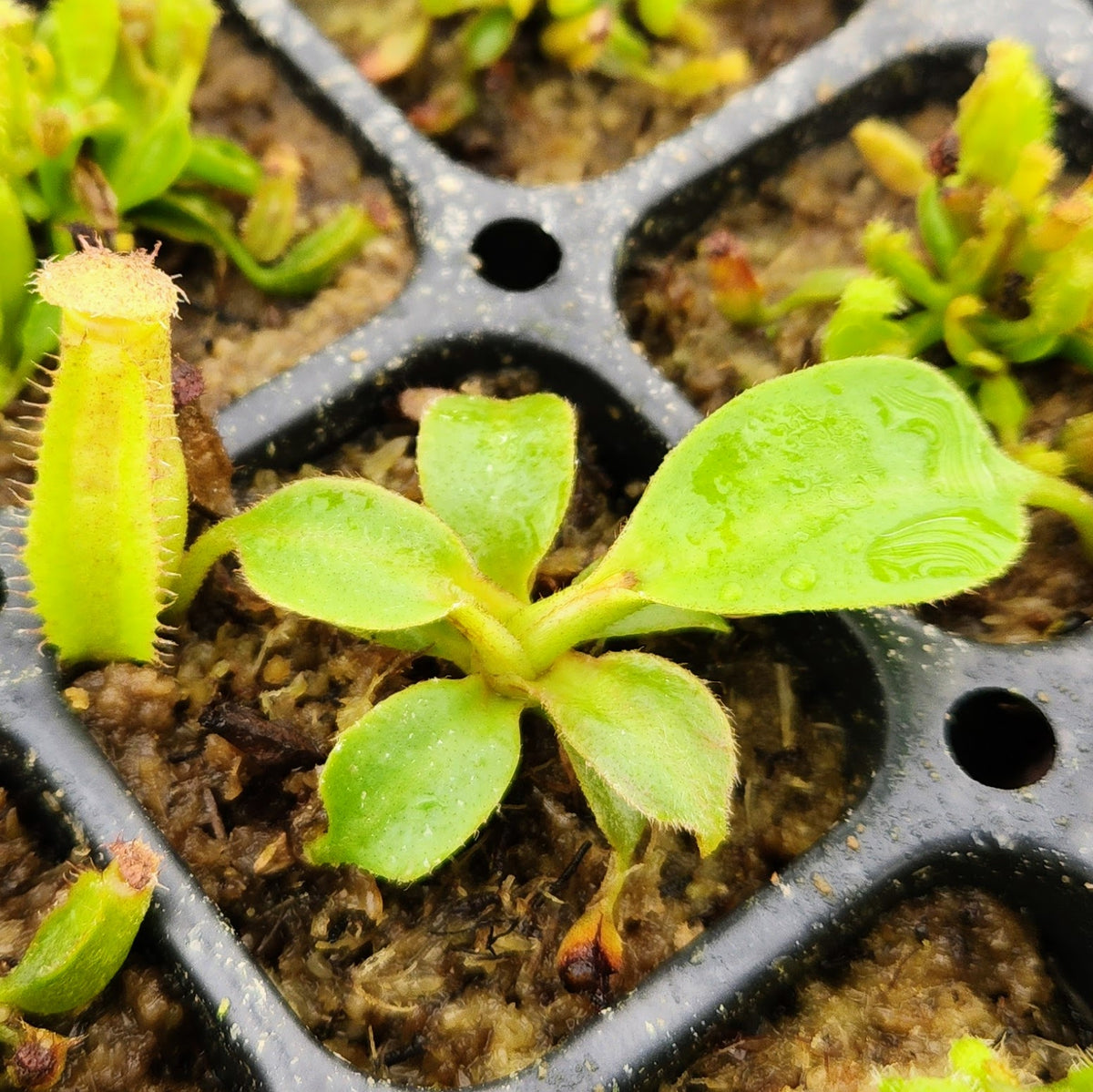 Nepenthes Fanciful Ruler | Predatory Plants