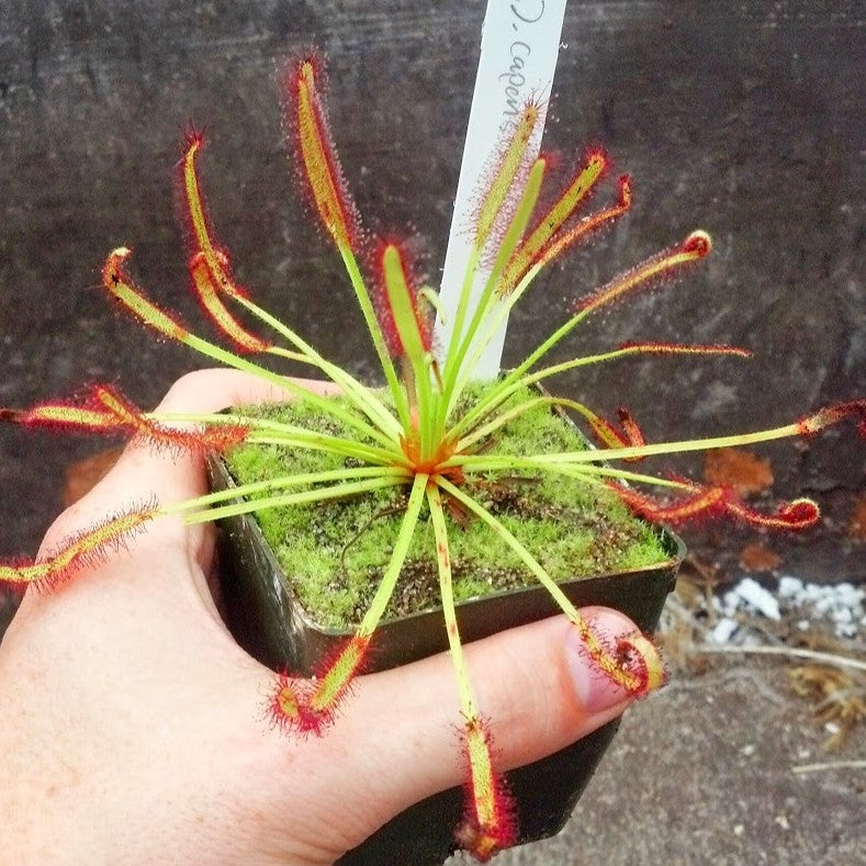 Drosera Capensis | Cape Sundew Plant For Sale | Carnivorous Plants