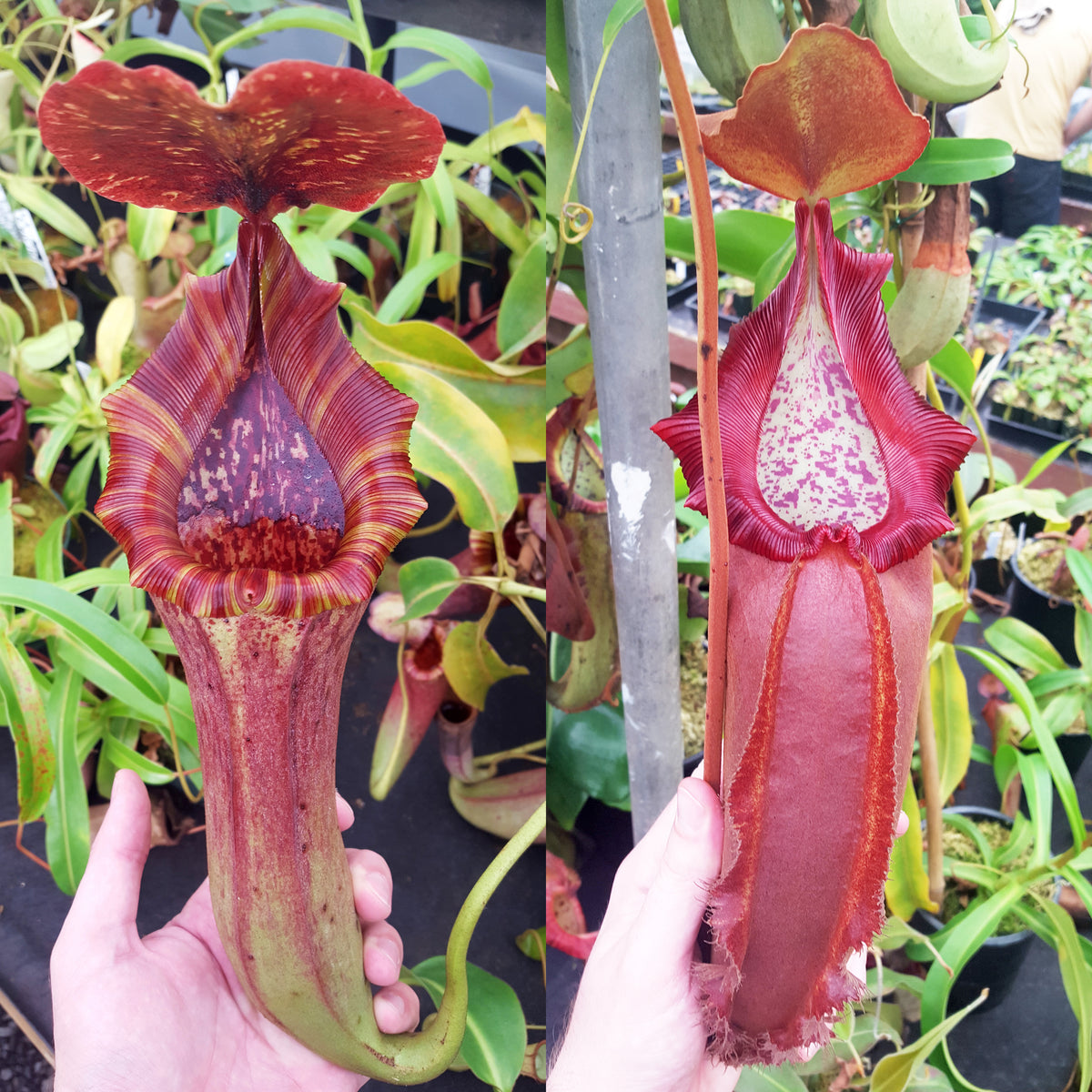 Nepenthes Lovely Doom | Predatory Plants