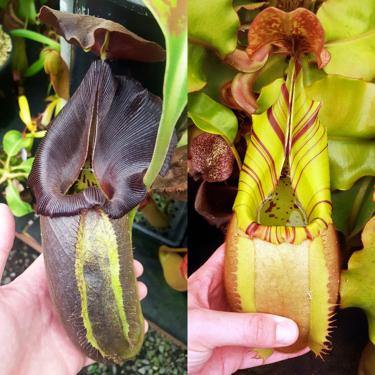 Nepenthes Royal Vortex | Predatory Plants