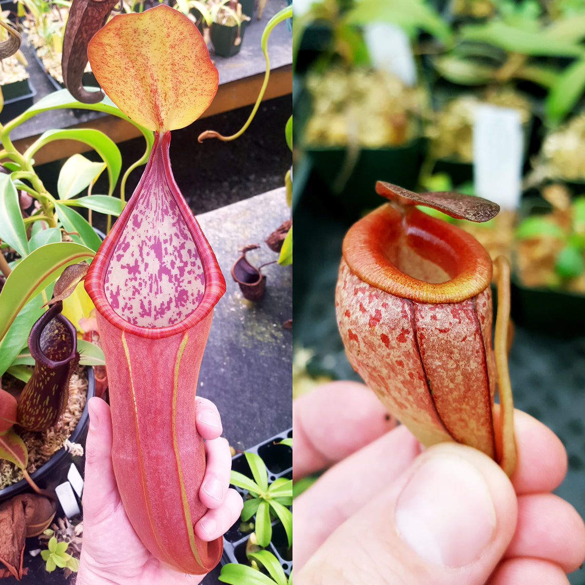 Nepenthes Secret Twinkle | N. sanguinea x tenuis | Predatory Plants