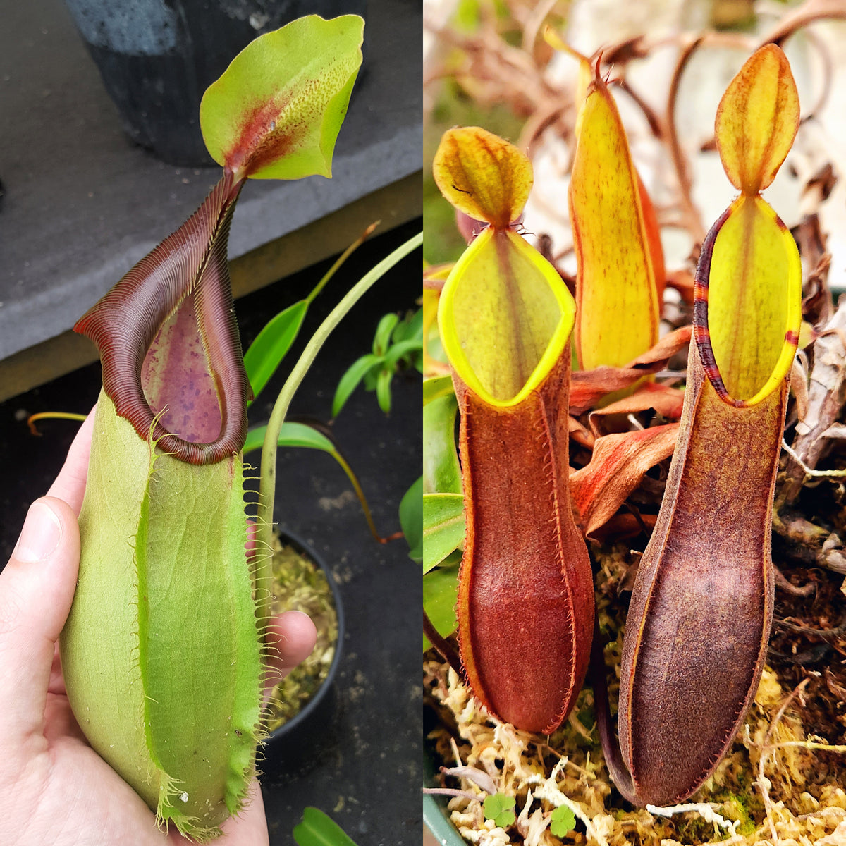 Nepenthes Stoic Twilight | Predatory Plants