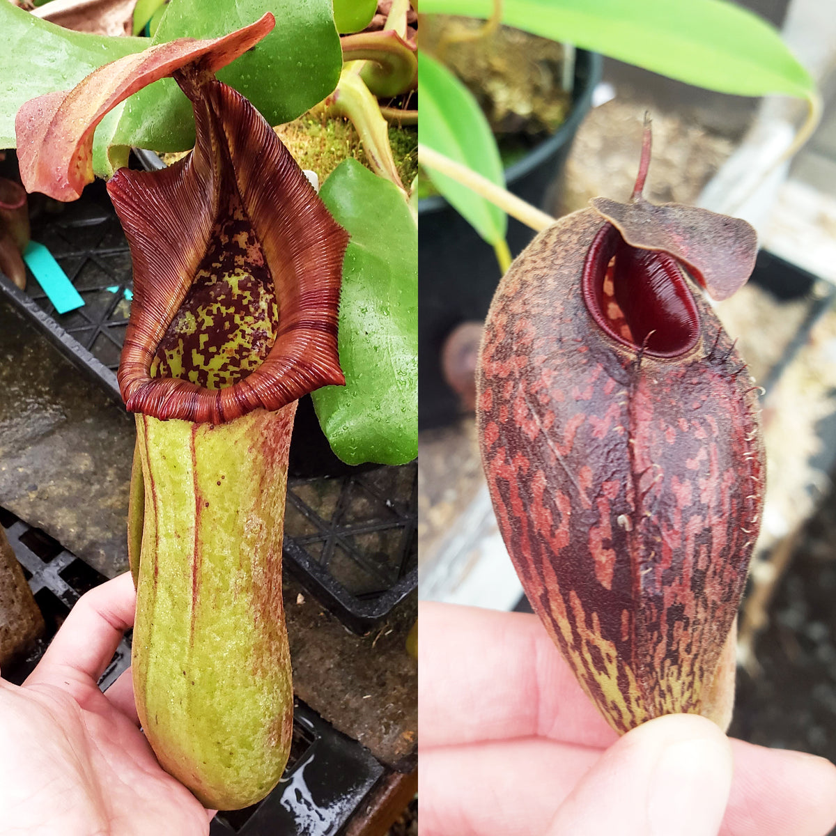 Nepenthes Temple Angel | Predatory Plants