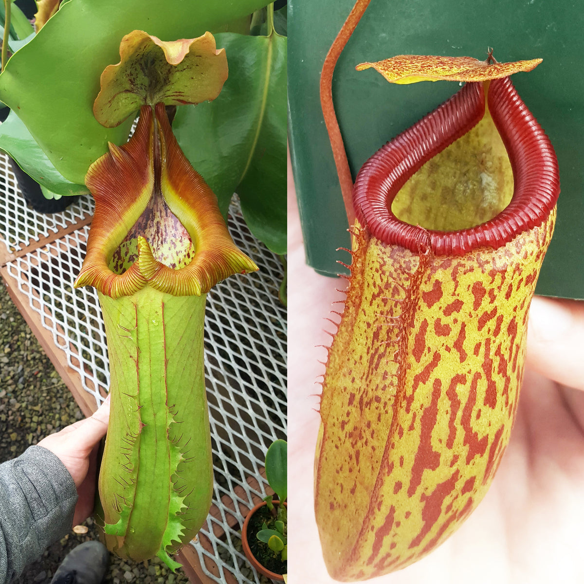 Nepenthes Titan's Vassal | Large and Elegant | Predatory Plants