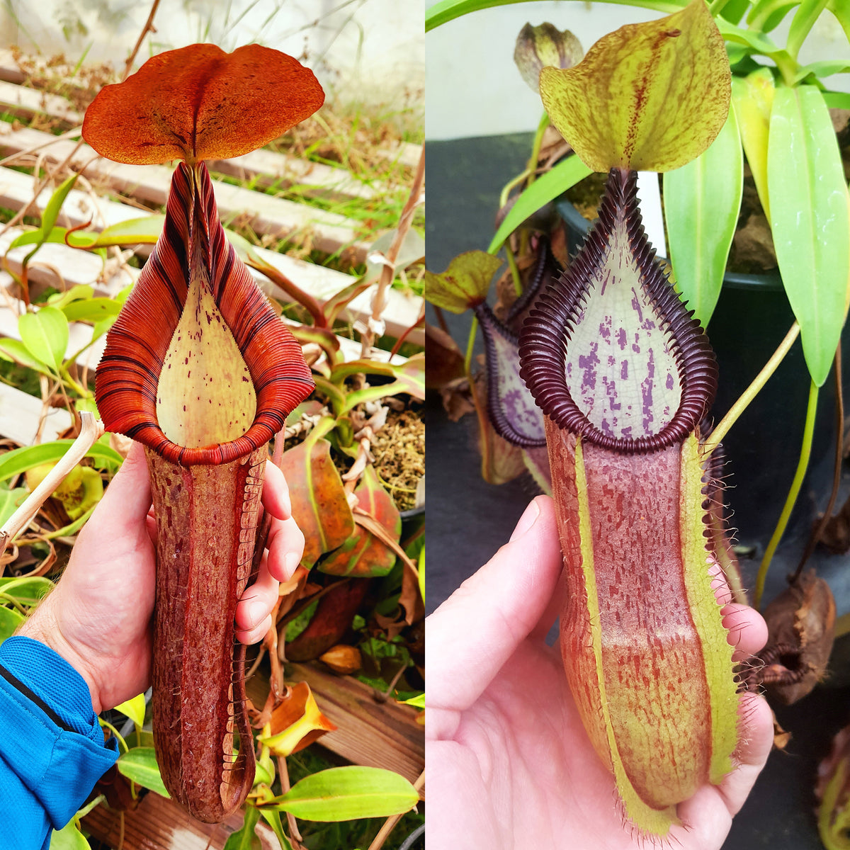 Nepenthes Toxic Serpent | Predatory Plants