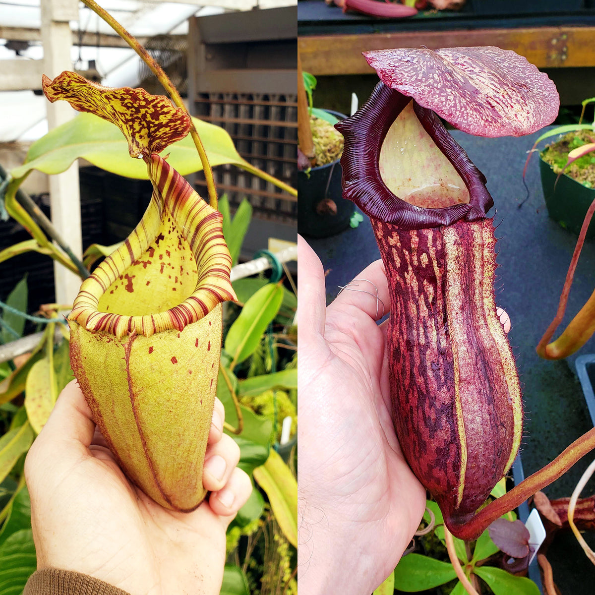 Nepenthes Vintage Bandit | Predatory Plants