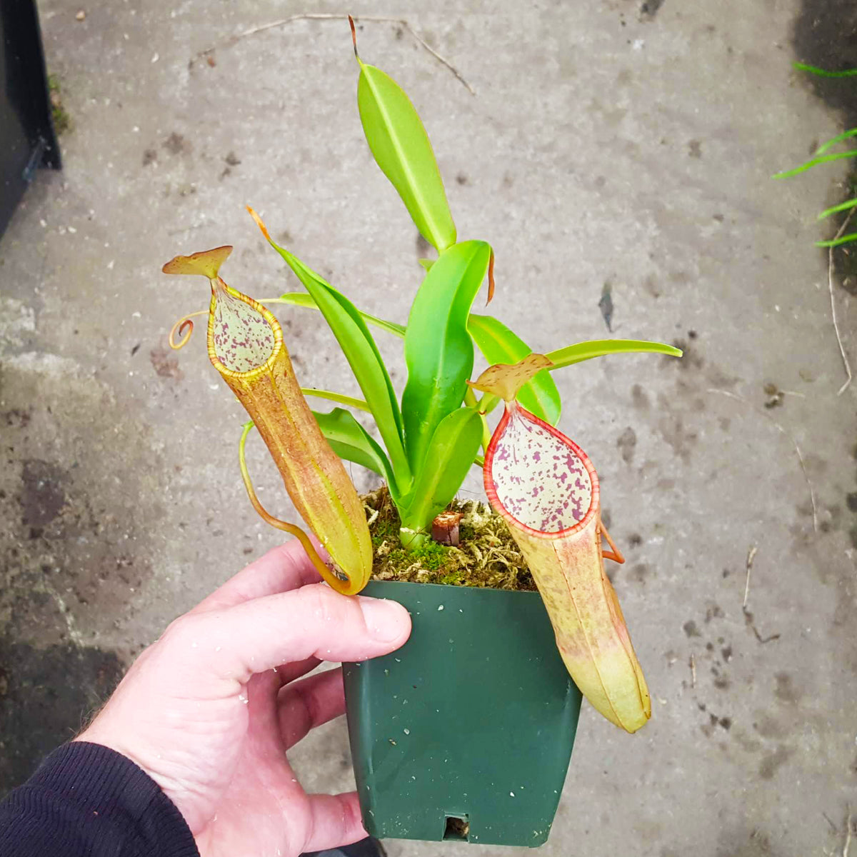 Nepenthes sanguinea "Secret" - Proven Female - Double Cutting of Red C