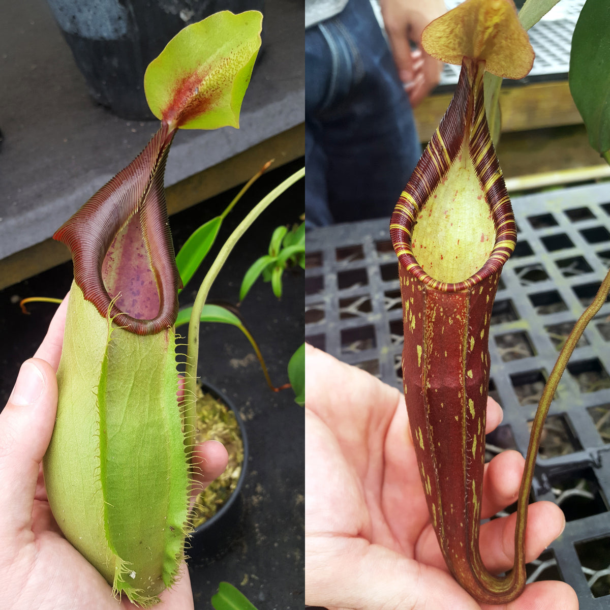 Nepenthes Stoic Savior | Predatory Plants