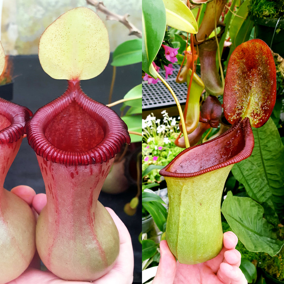 Nepenthes Virtuous Beast | Predatory Plants