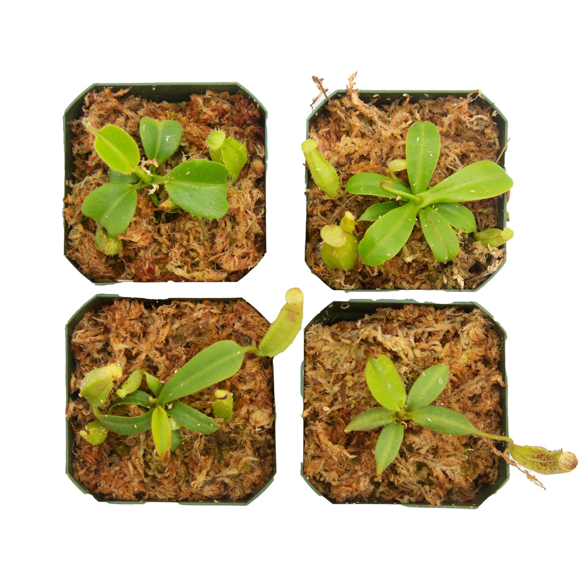 Daily Deal | Seed-grown Species Pack | Predatory Plants