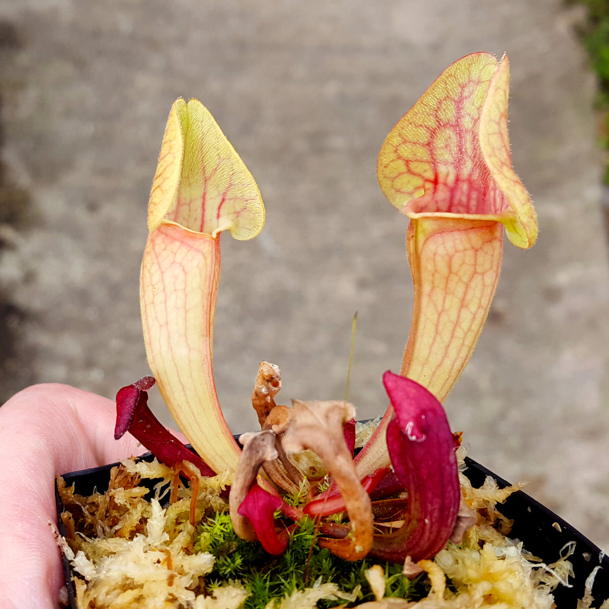 Sarracenia "Doreen's Colossus" x 'Fat Chance'