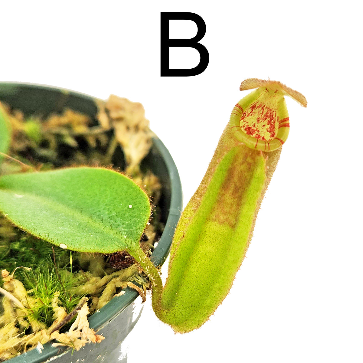 Nepenthes veitchii Valiant Vortex | Guaranteed Stripes | Specimens