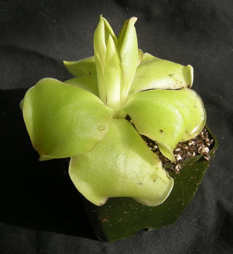 Pinguicula 'John Rizzi' | Pinguicula Butterwort for Sale