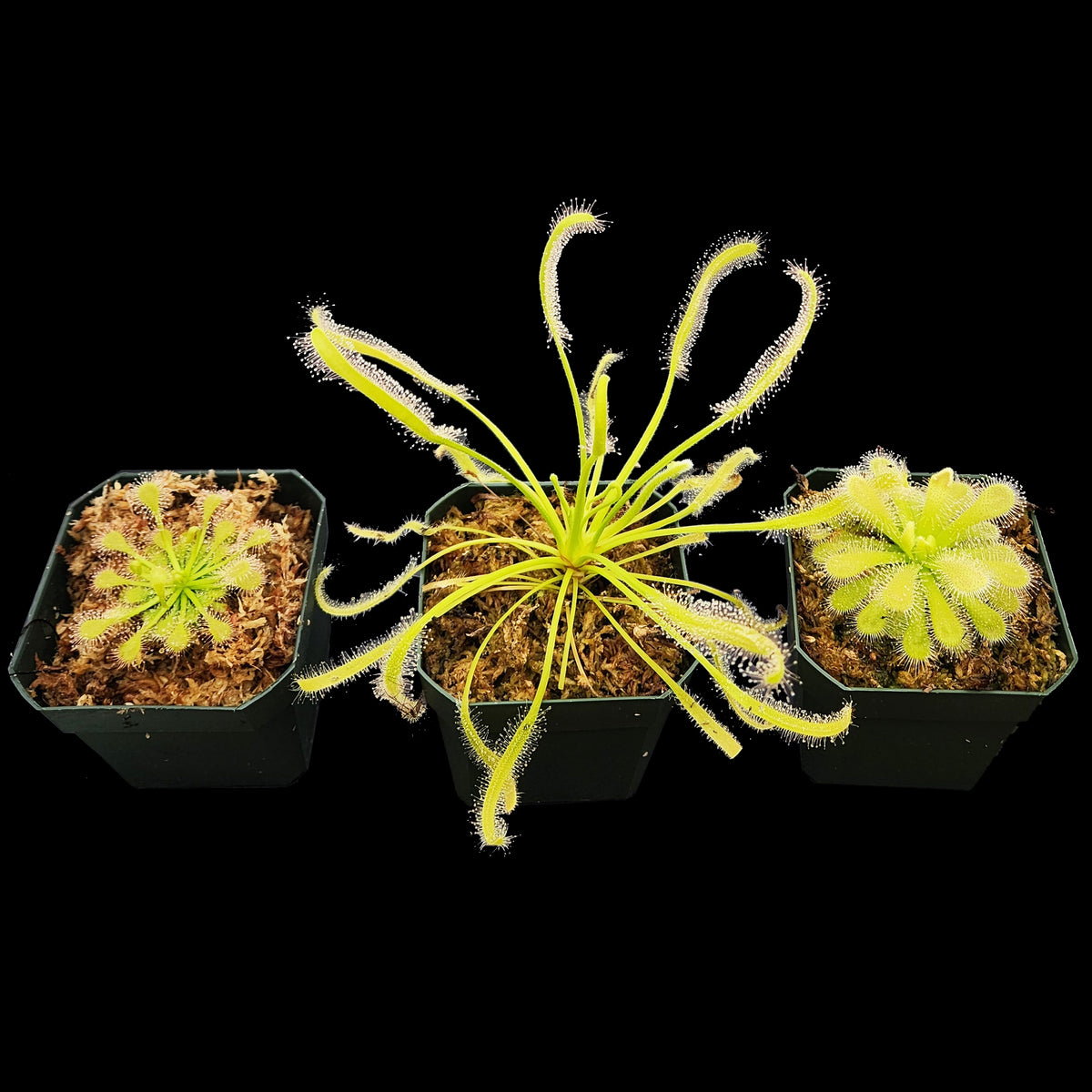 Albino Sundew Bundle | Rare Morphs | Predatory Plants