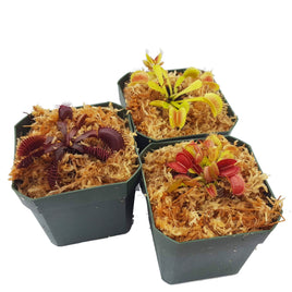 Carnivorous Plant Nursery | Buy Carnivorous Plants For Sale | Sundew