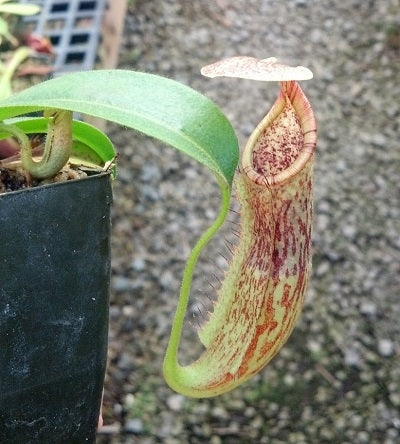 Nepenthes maxima 'Lake Poso'