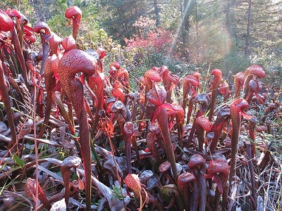 Darlingtonia californica "Red"