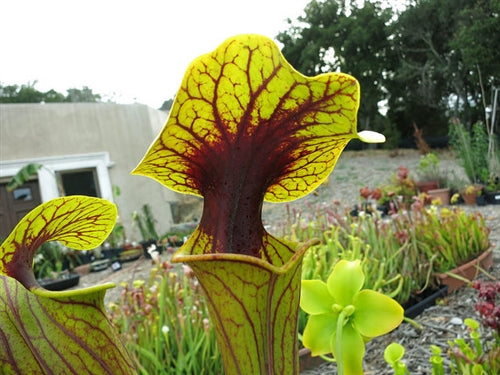 Sarracenia flava "Extreme Red Throat"