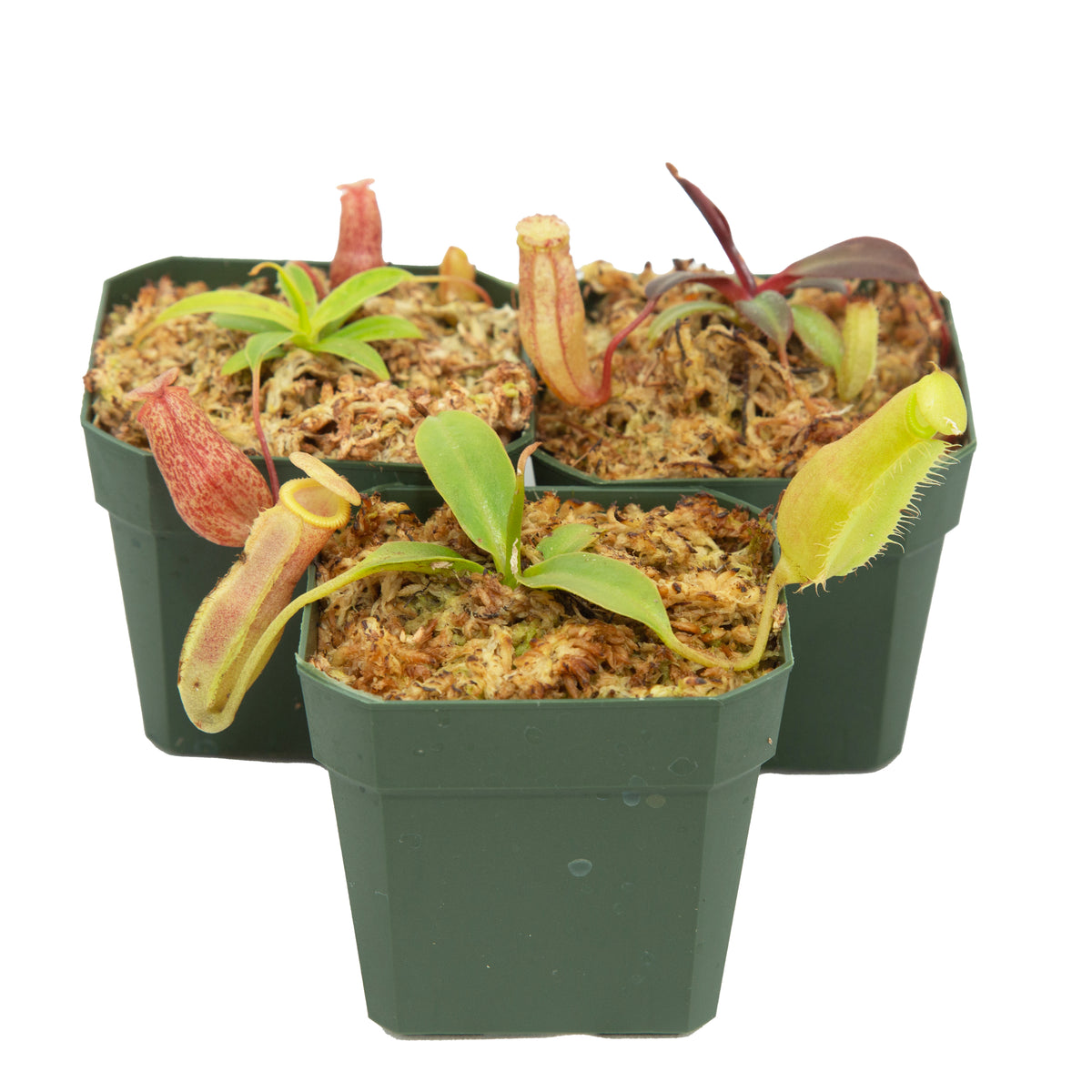 Daily Deal | Rare Hybrid Bundle | Predatory Plants