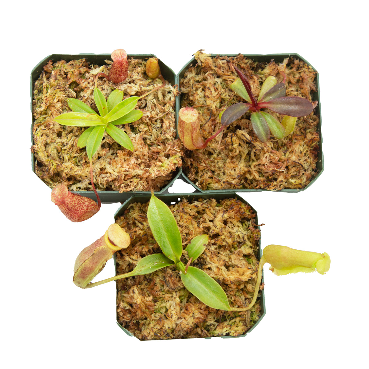 Daily Deal | Rare Hybrid Bundle | Predatory Plants