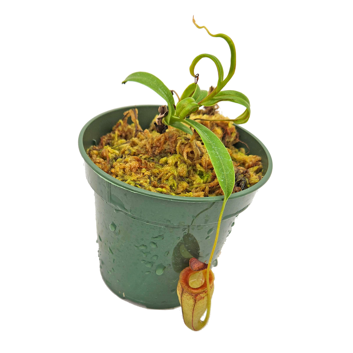 Nepenthes tenuis | Gorgeous Highland Miniature | Predatory Plants