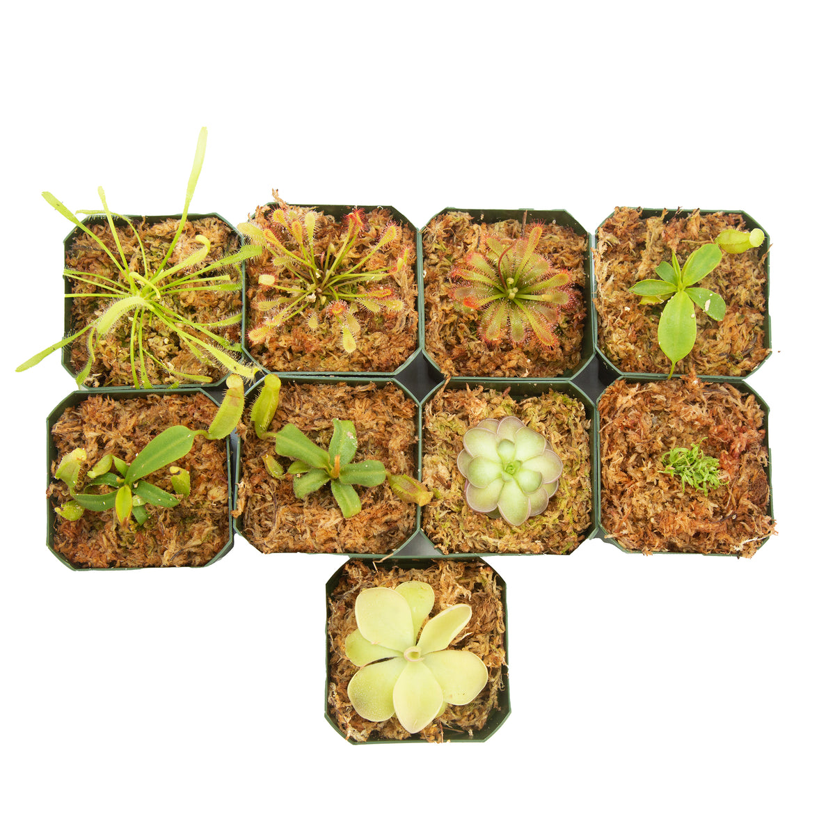 Daily Deal | Windowsill Mega-Collection | Predatory Plants